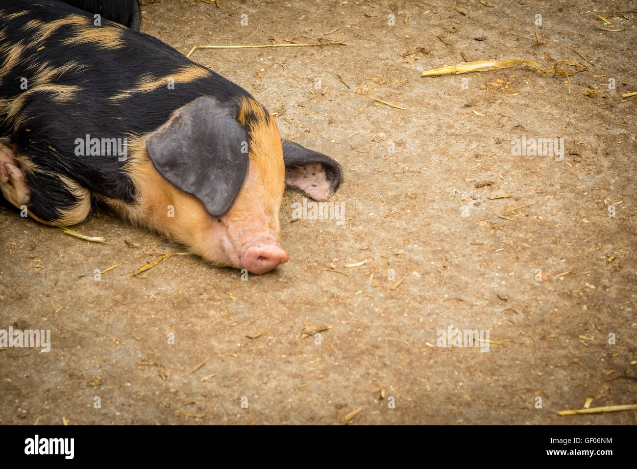 Pig sleeping on the ground in a barn Stock Photo - Alamy