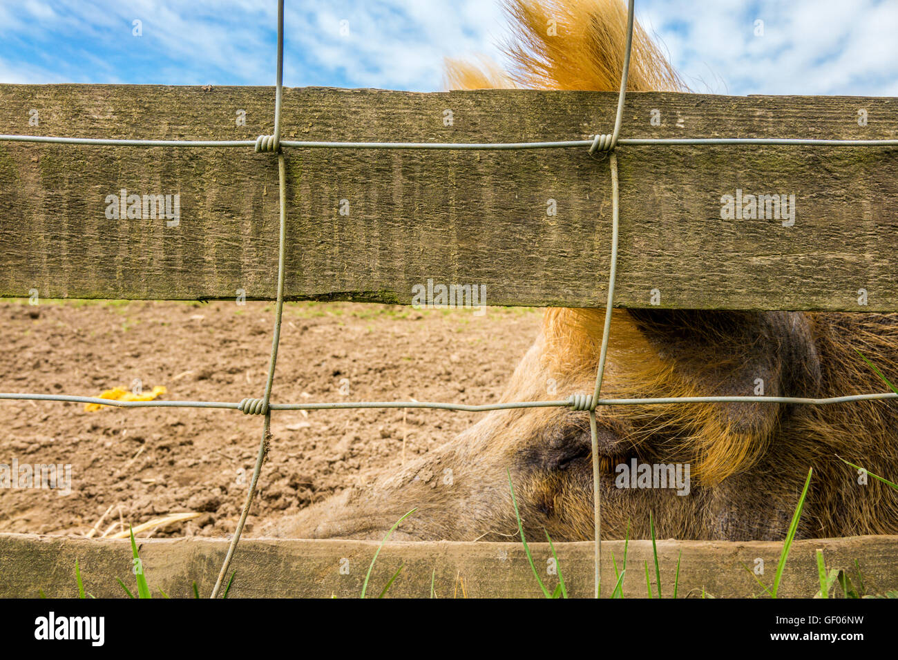 Pig skin close up hi-res stock photography and images - Alamy