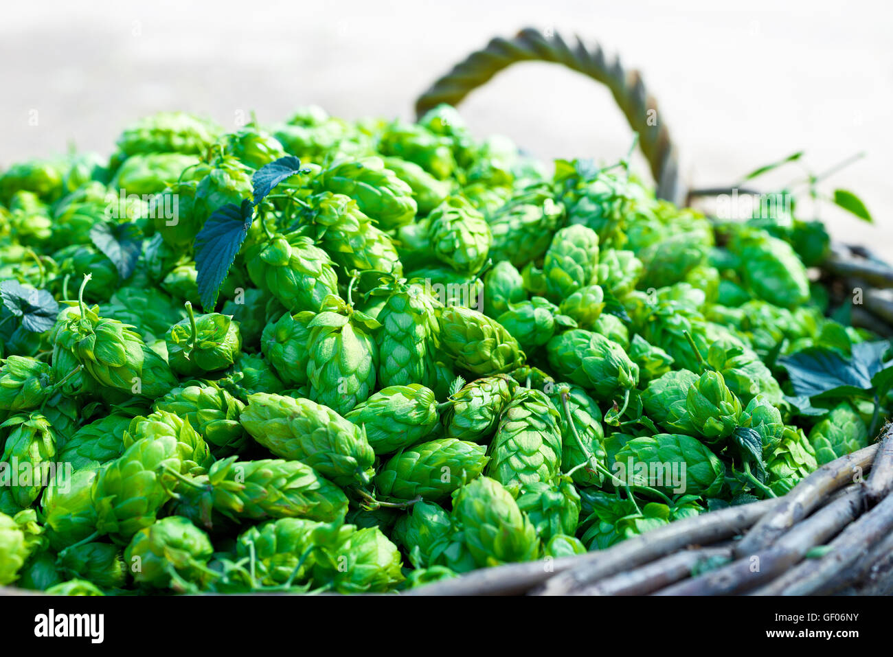 a lot of hop cones in the wicker basket Stock Photo - Alamy
