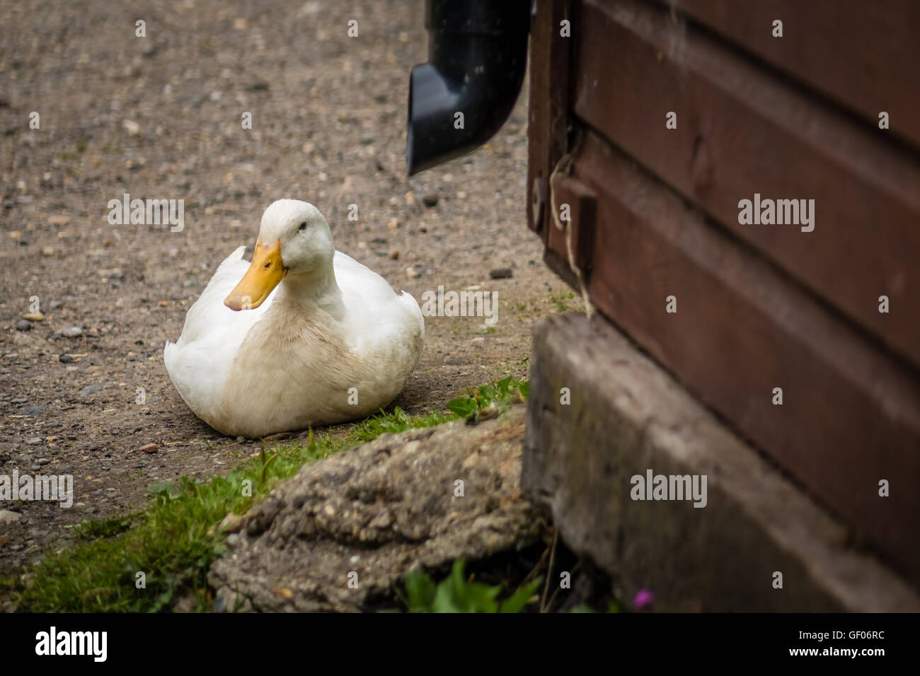 Lazy duck on a ground on a farm Stock Photo - Alamy