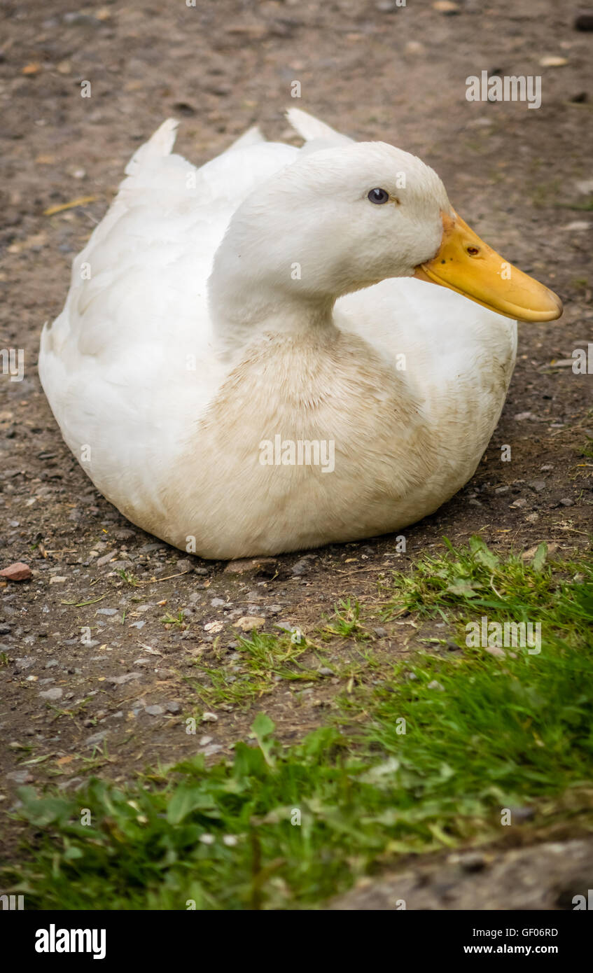 Lazy duck on a ground on a farm Stock Photo - Alamy