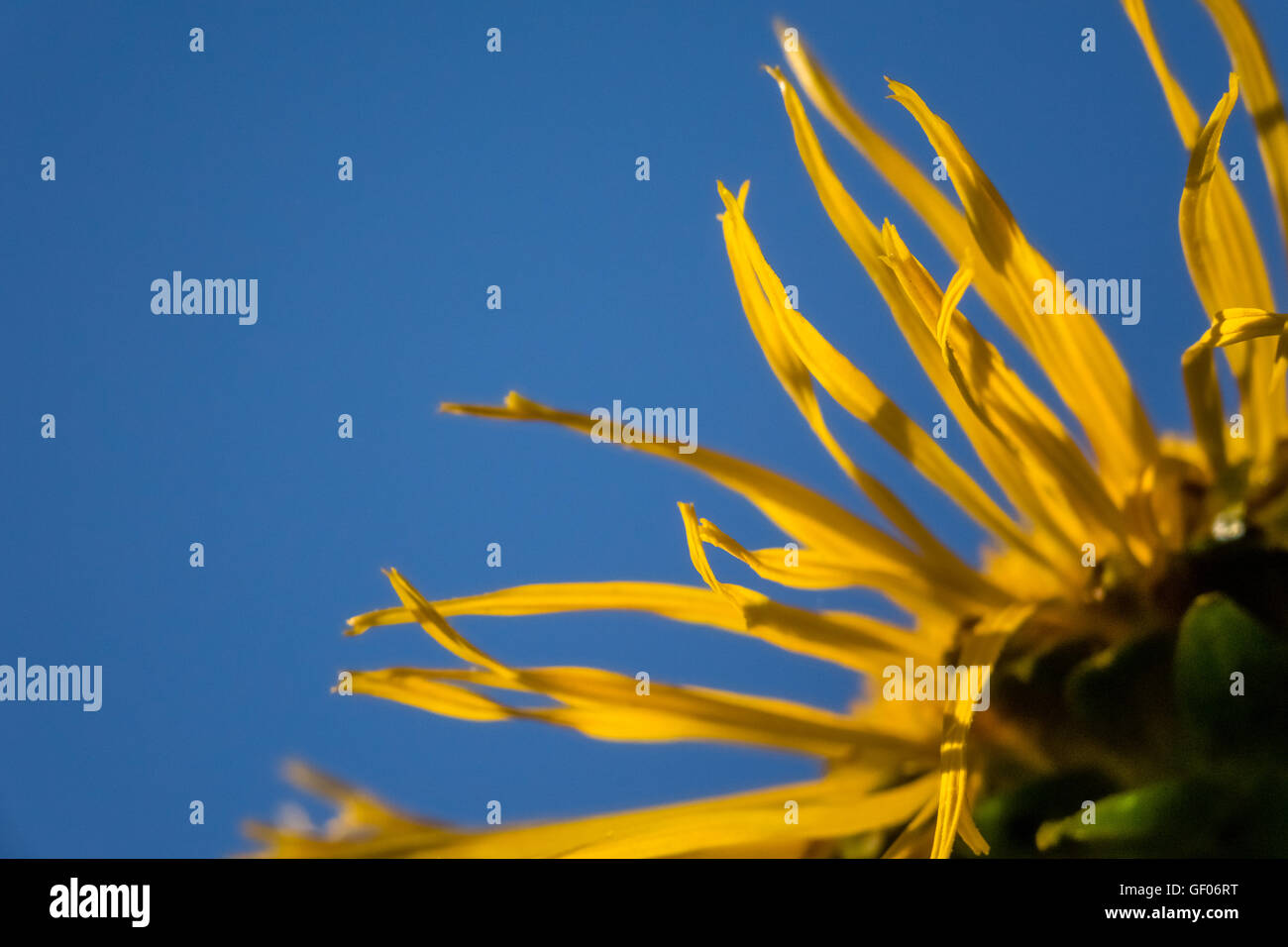 Dying sunflower hi-res stock photography and images - Alamy