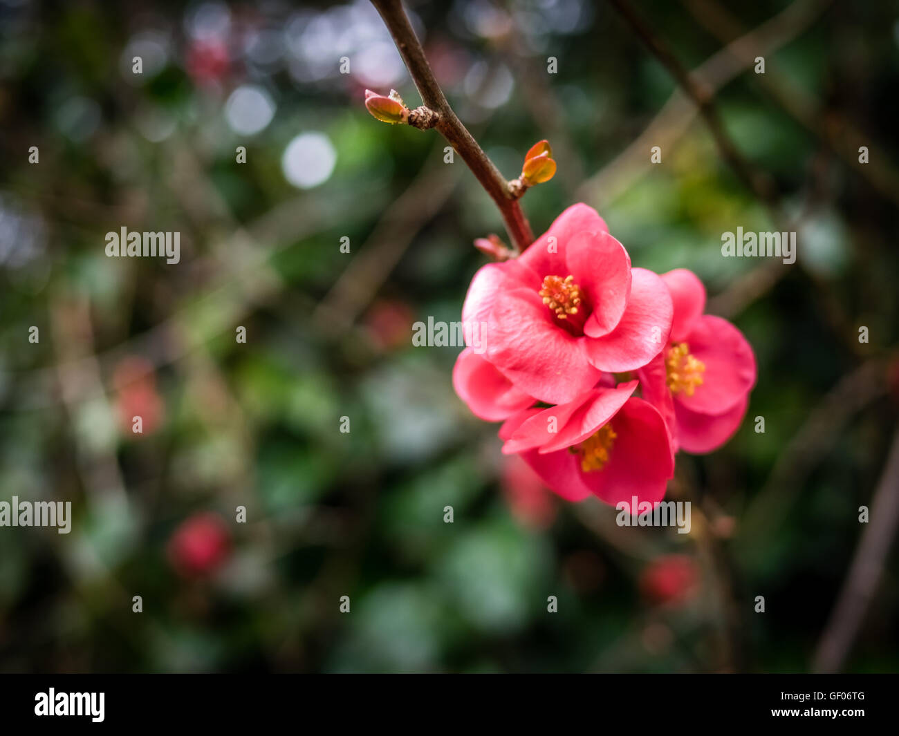 Beautiful quince blossom on a tree branch in spring Stock Photo - Alamy