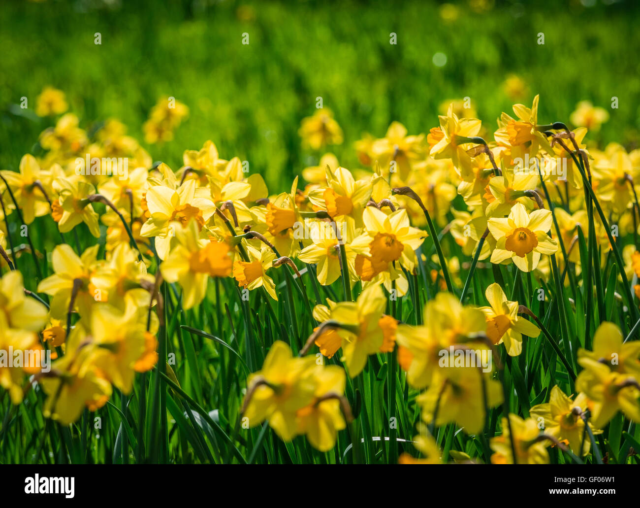 First yellow daffodils blooming in spring in the park Stock Photo - Alamy