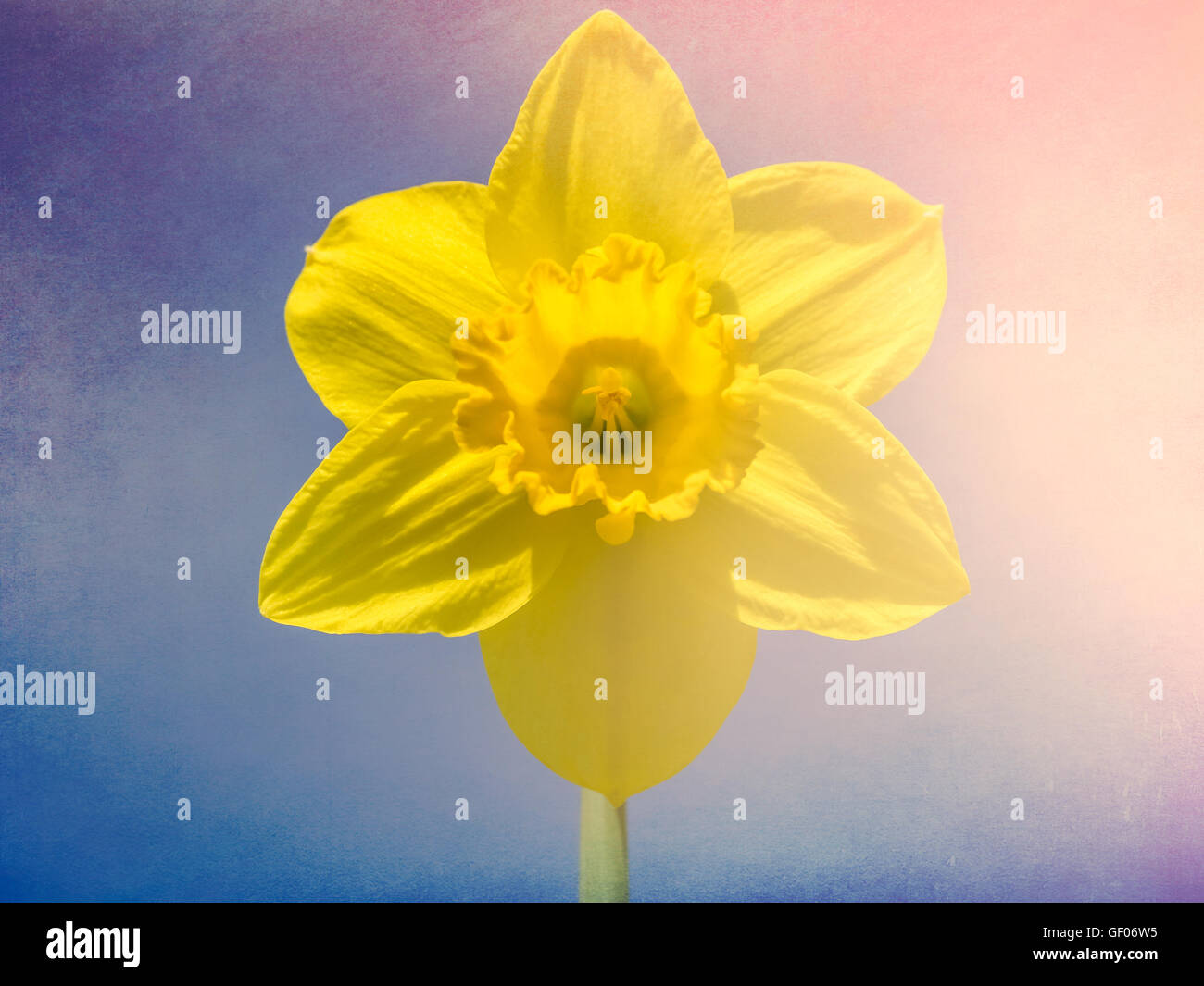 Yellow daffodil flower in spring in the garden Stock Photo - Alamy