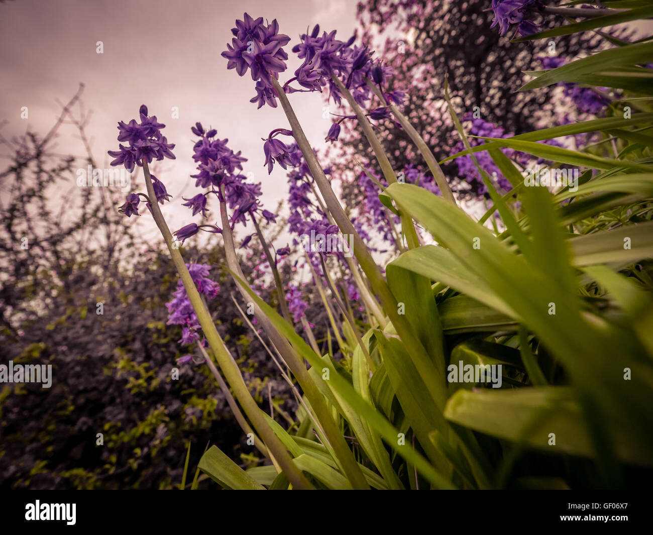 Beautiful purple Campanula rapunculoides flowers blossoming in spring ...