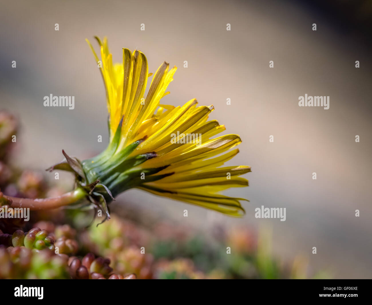 Dandelion root herb common hi-res stock photography and images - Alamy