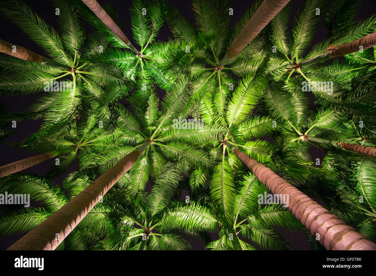 Palm trees in bulb light at night Stock Photo - Alamy
