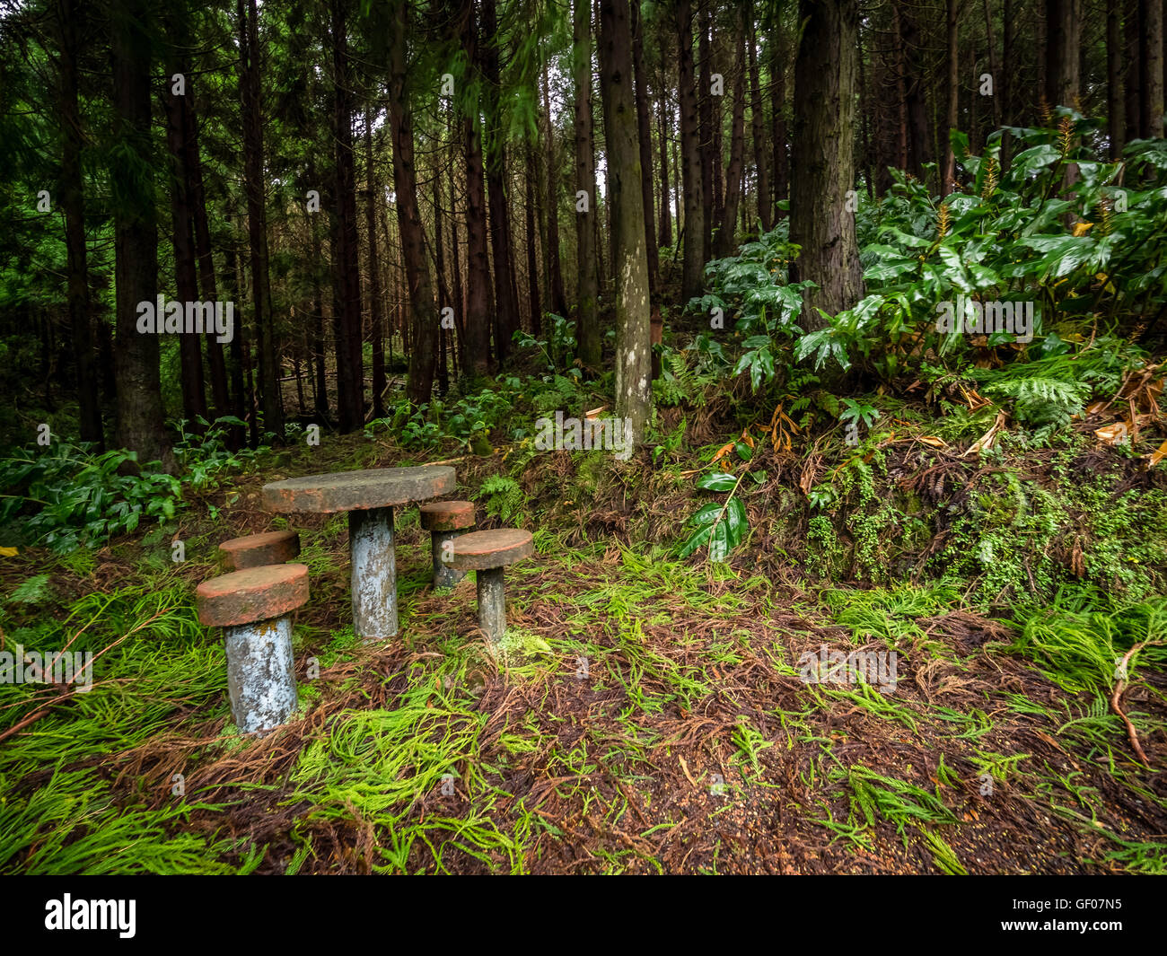 Small picnic table in a forest on the side of a mountain trail in the ...