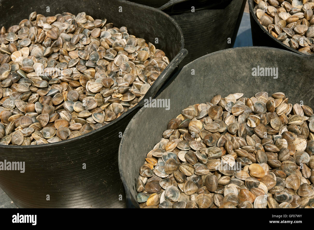 Fishing port - Clams (Chamelea gallina), Punta Umbria, Huelva province ...