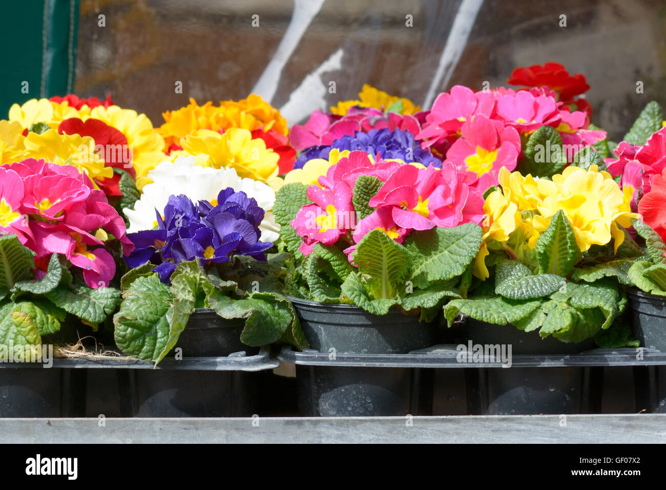 Primrose 'primula vulgaris' flowers for sale at market stall Stock ...