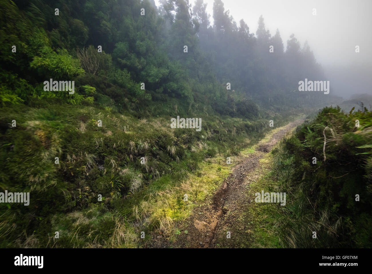 Mountain trekking trail in the Sao Miguel island, Azores, Portugal ...