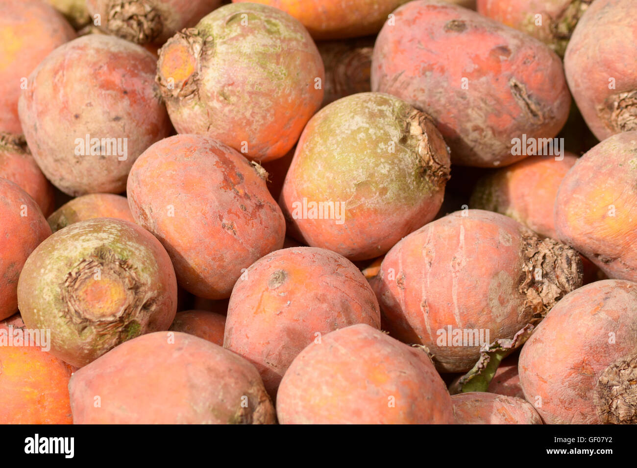 Orange turnips 'brassica rapa' for sale at market stall Stock Photo - Alamy