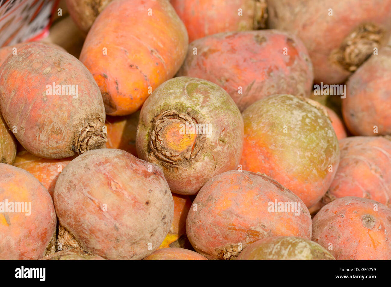 Orange turnips 'brassica rapa' for sale at market stall Stock Photo - Alamy