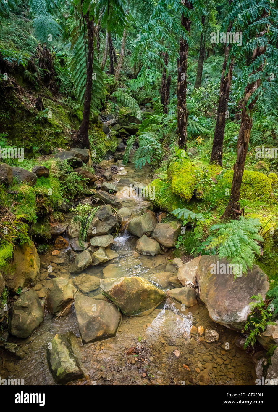 Beautiful tropical rainforest near the hot springs of Caldeira Velha On ...