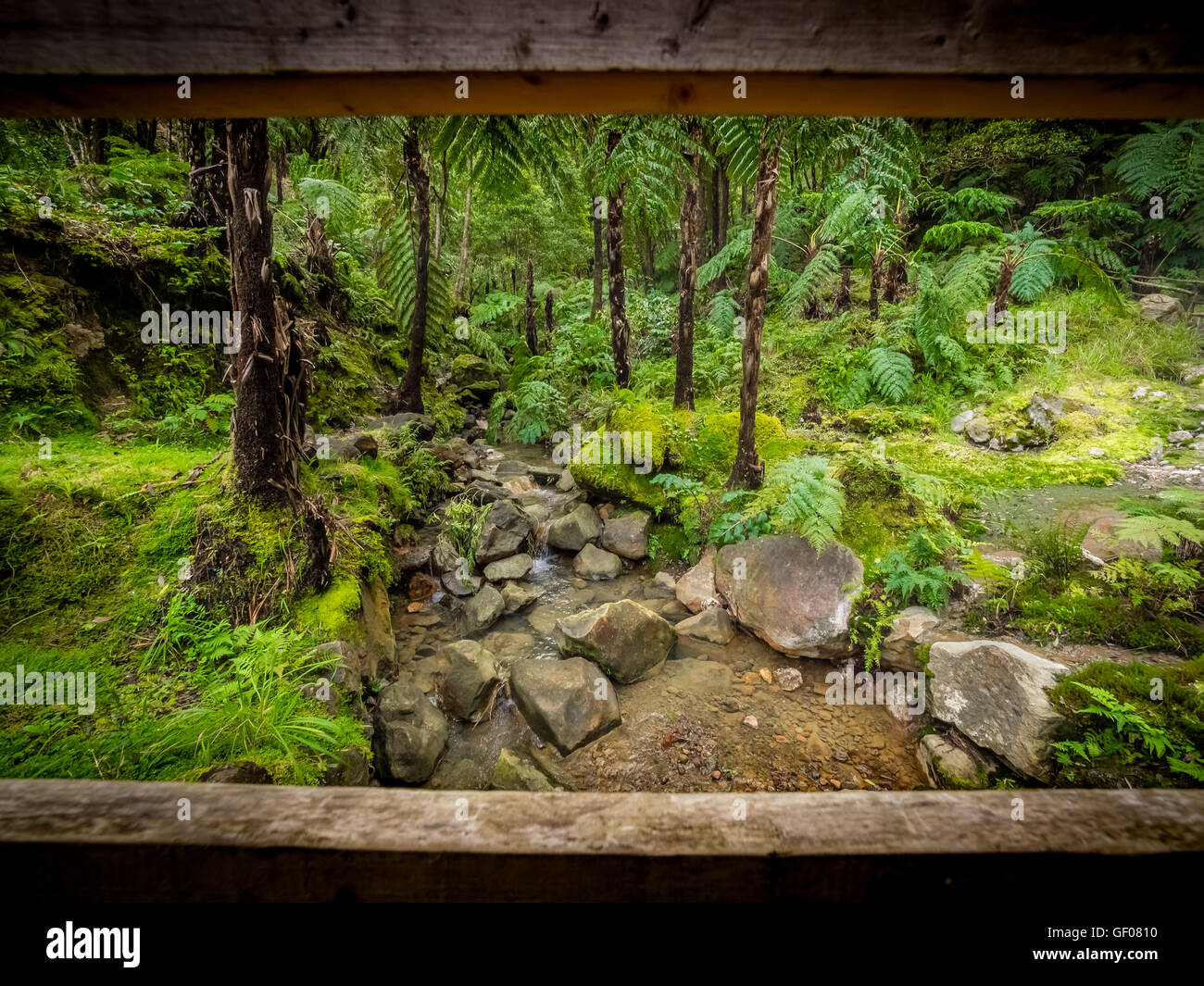 Beautiful tropical rainforest near the hot springs of Caldeira Velha On ...