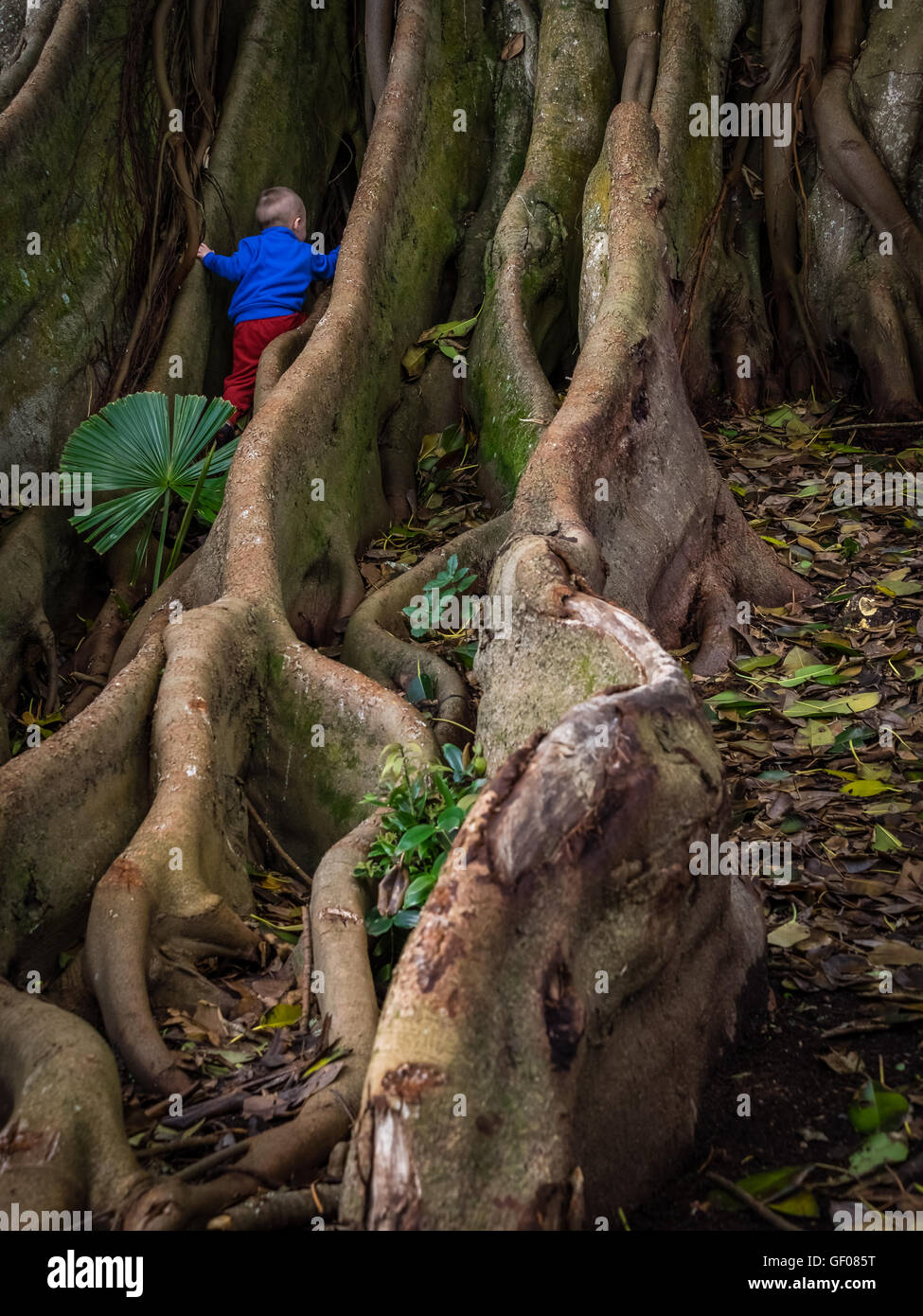 Little boy climbing the giant roots of a fig tree in the José do Canto ...