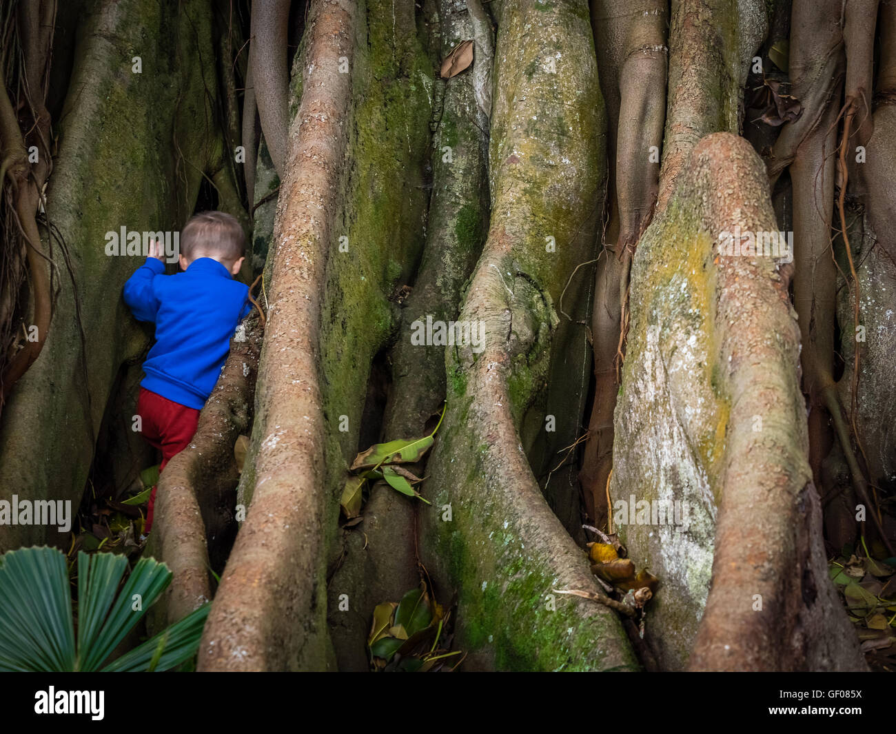 Boy climbing big tree hi-res stock photography and images - Alamy