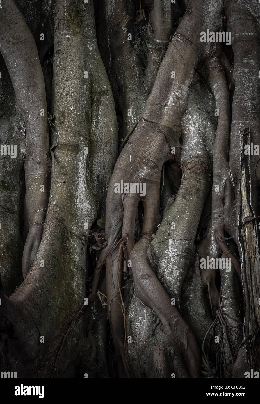 Giant roots of a tree in the José do Canto Botanical Garden in Ponta ...