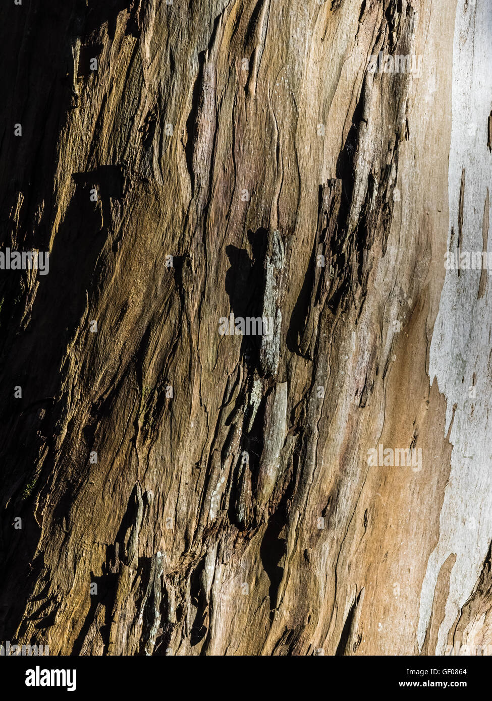 Close up of a tree pattern and texture Stock Photo - Alamy