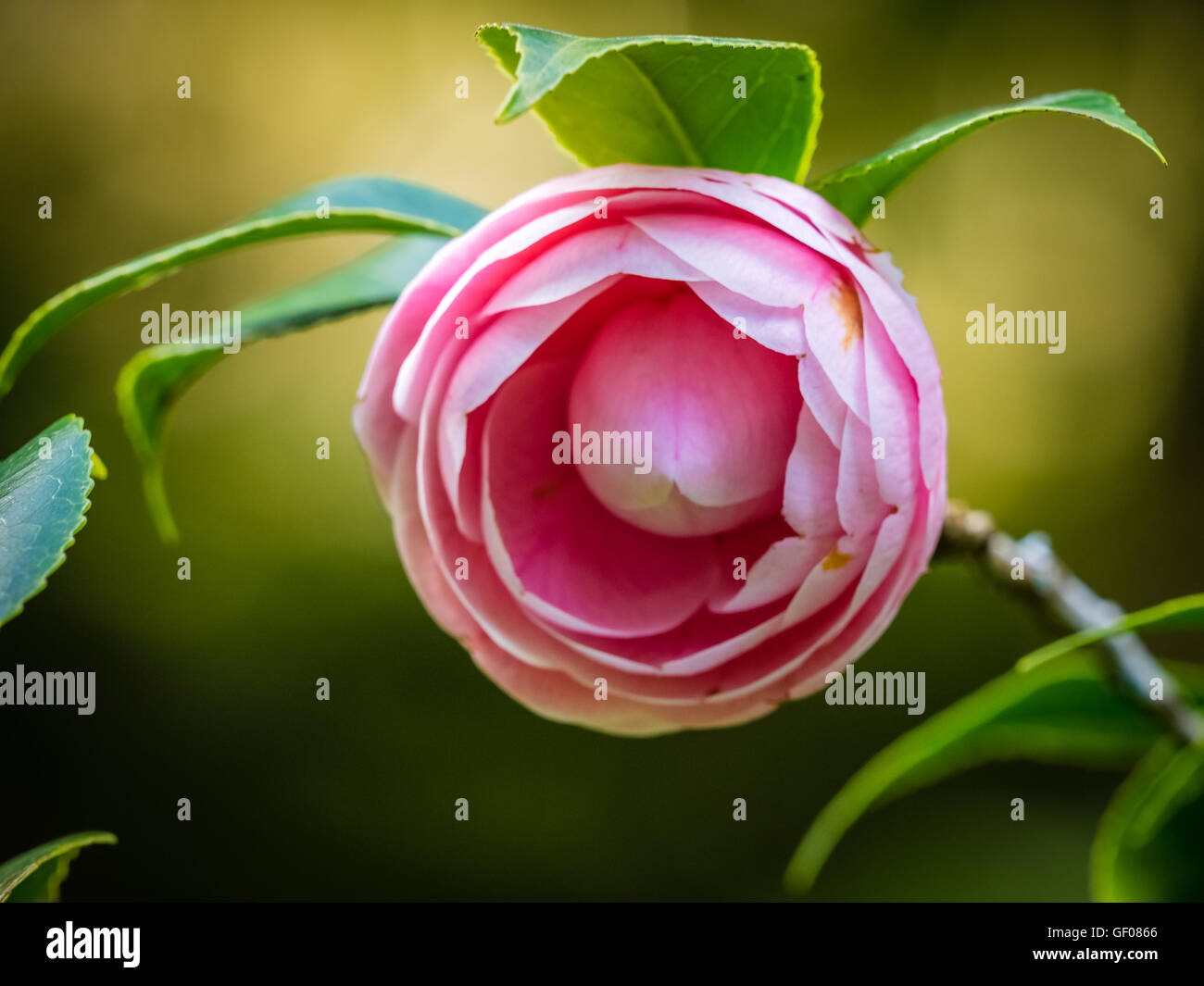 Purple flower Camellia photographed in Sao Miguel Island, Azores ...