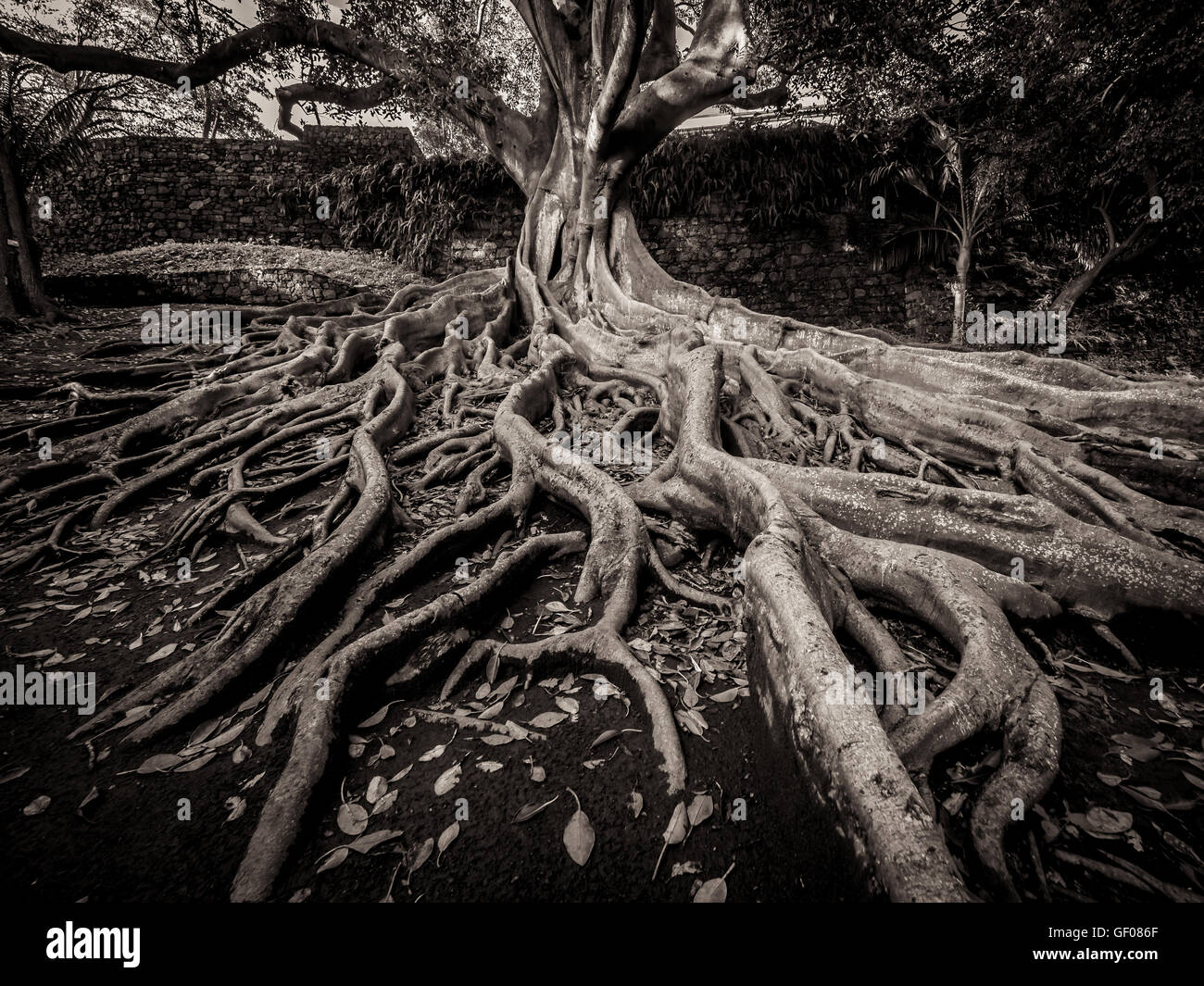 Giant roots of a tree in the José do Canto Botanical Garden in Ponta ...