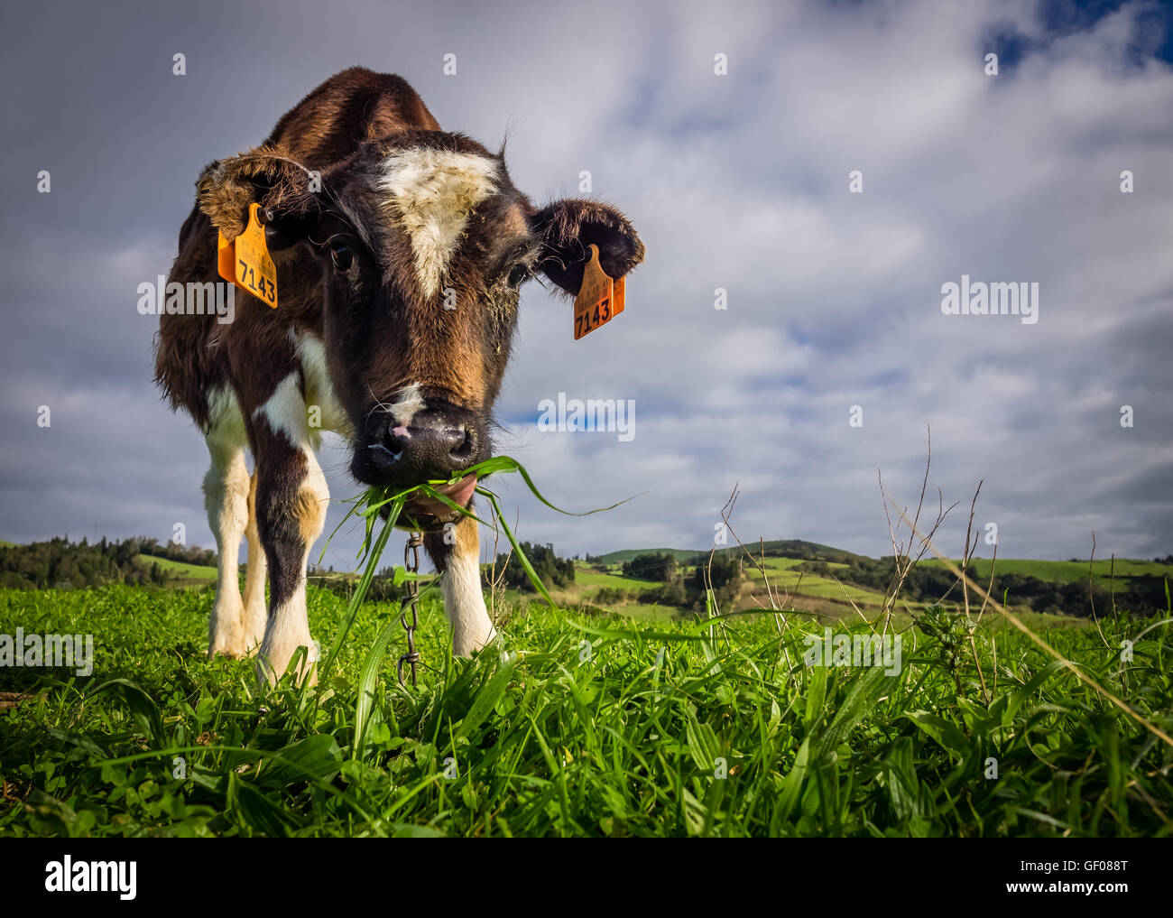 Cow grazing on a pasture in the Sao Miguel countryside, Azores ...