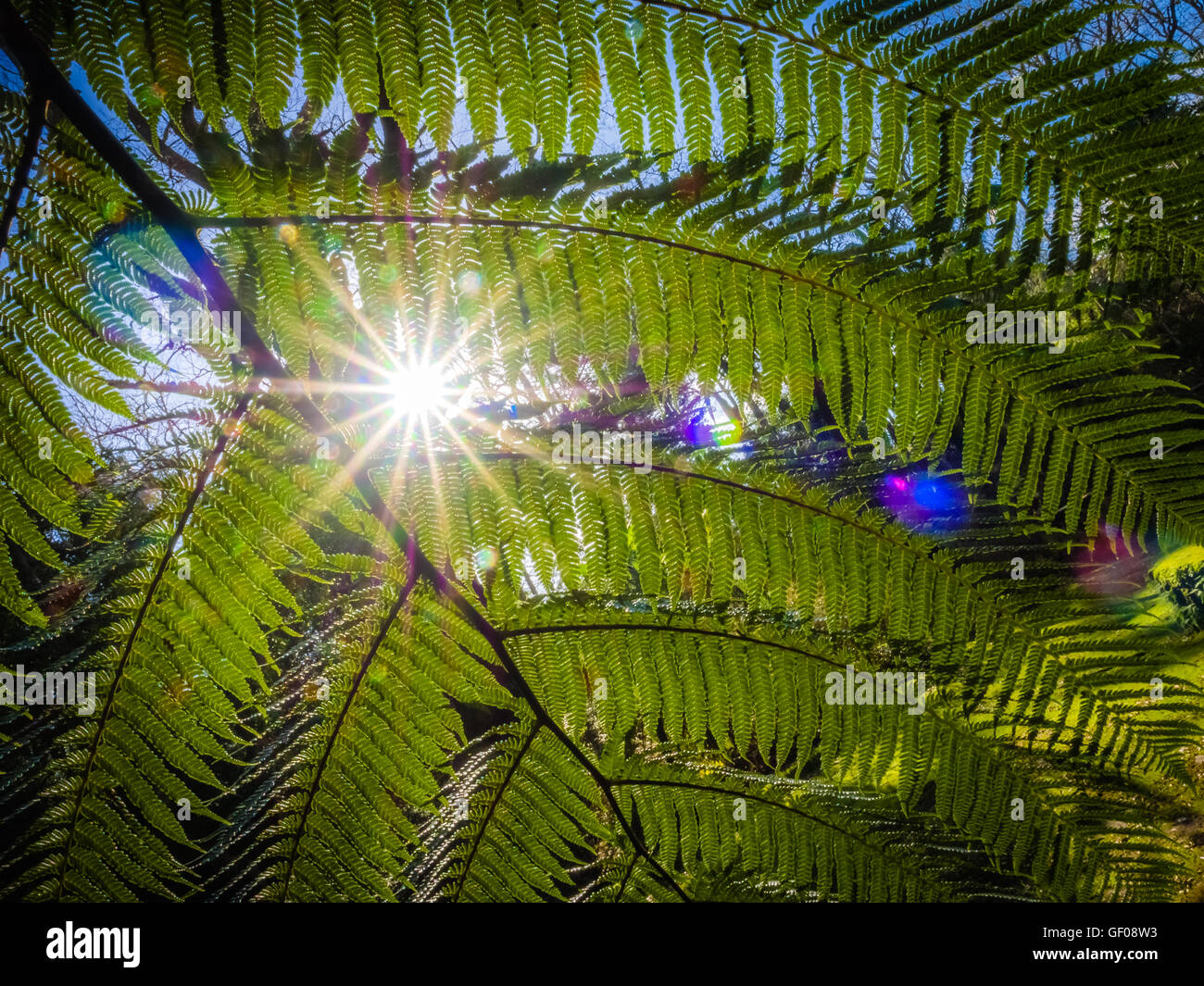 Sunrays of a setting sun and close up of a growing fern leaf Stock ...
