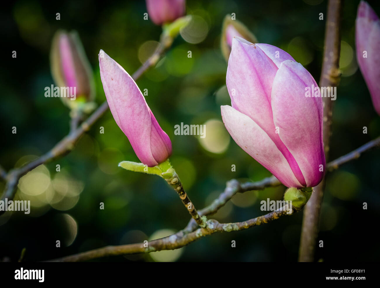Closed magnolia buds shortly before blossom, Azores, Portugal Stock ...