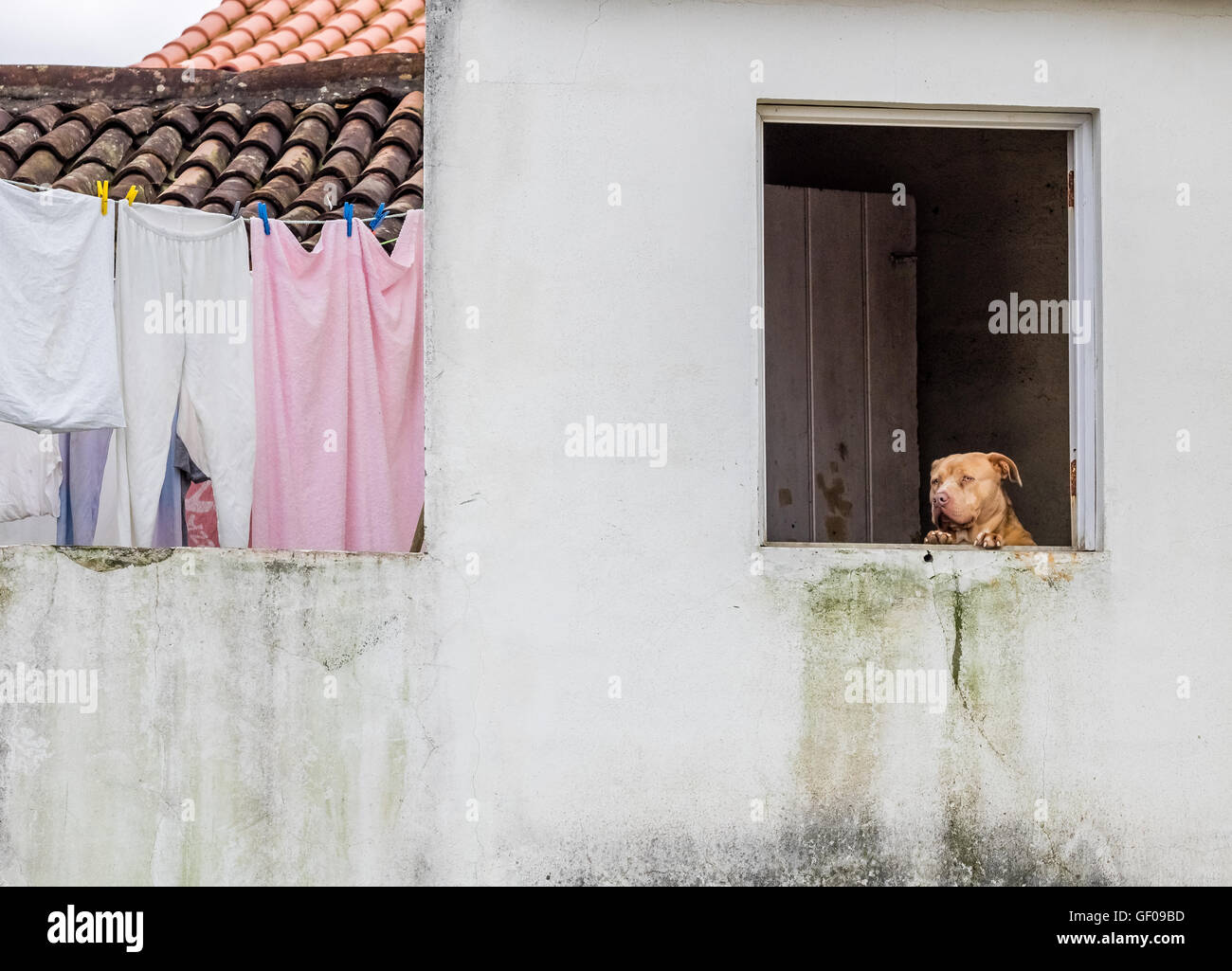Cute dog looking through the open window while waiting for his owner ...