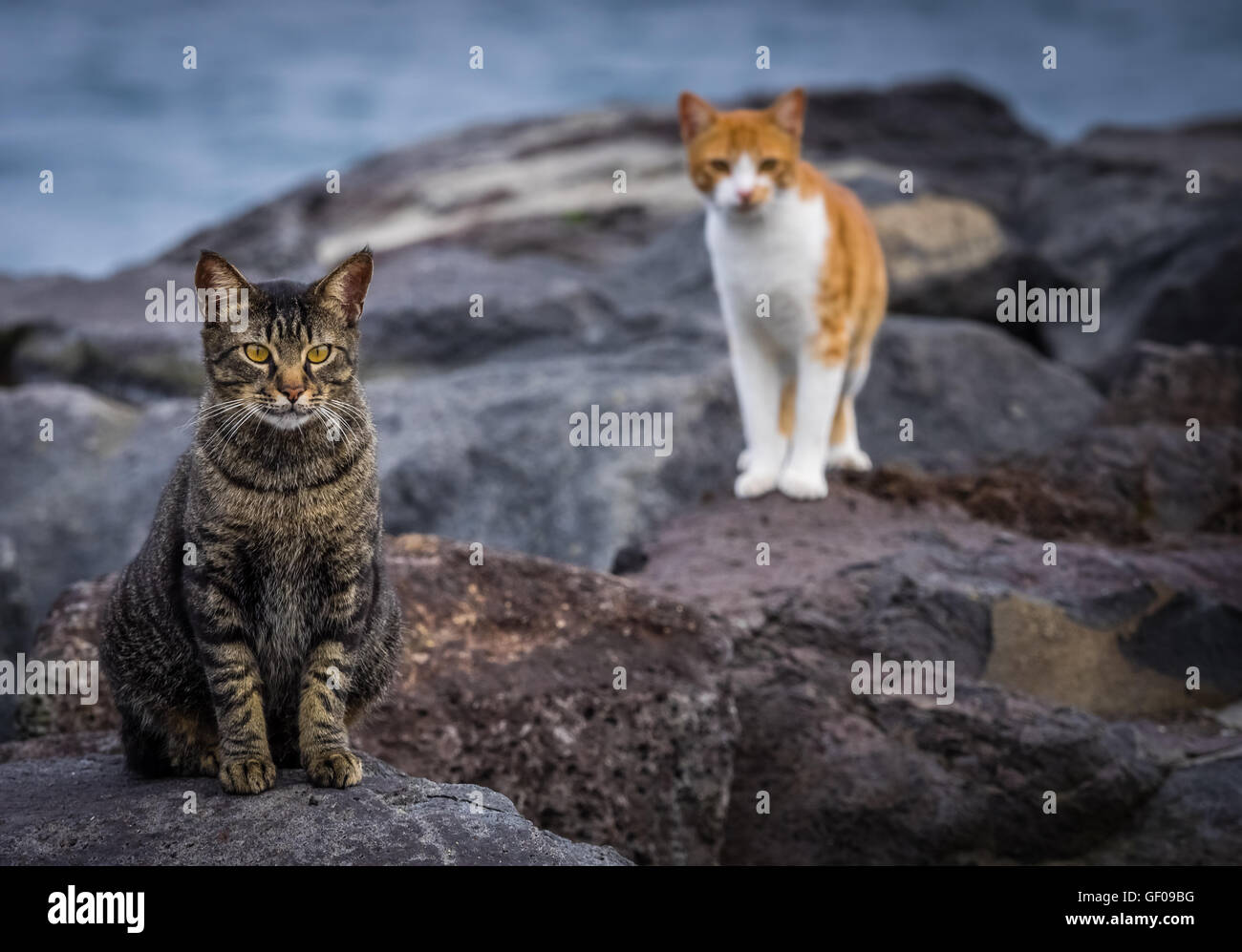 Cute cats sitting on the rocks on the ocean coast Stock Photo - Alamy