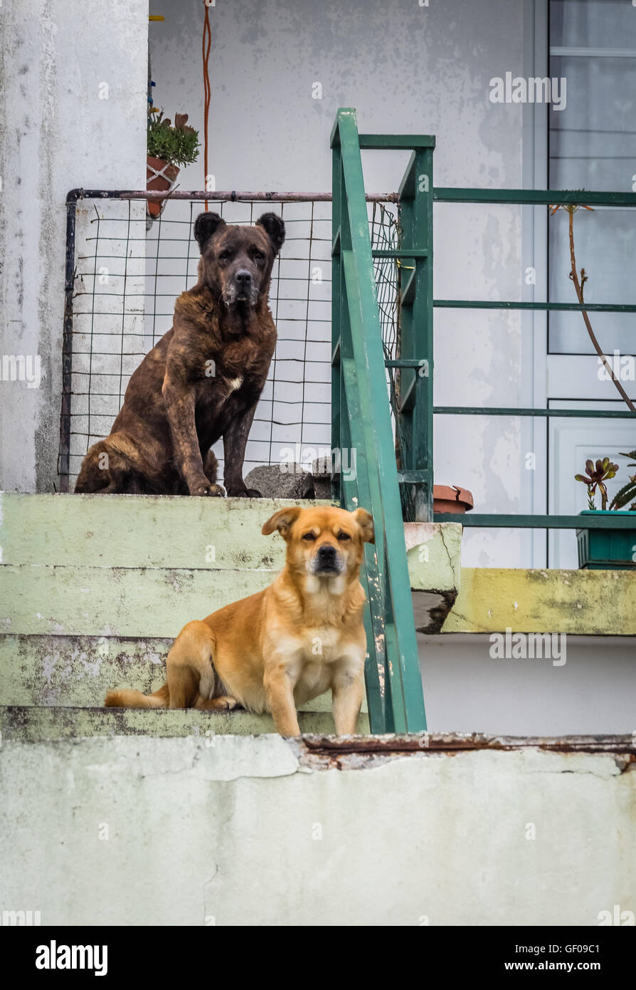 Two cute dogs waiting on the stairs of a home in Ponta Delgada, Azores ...