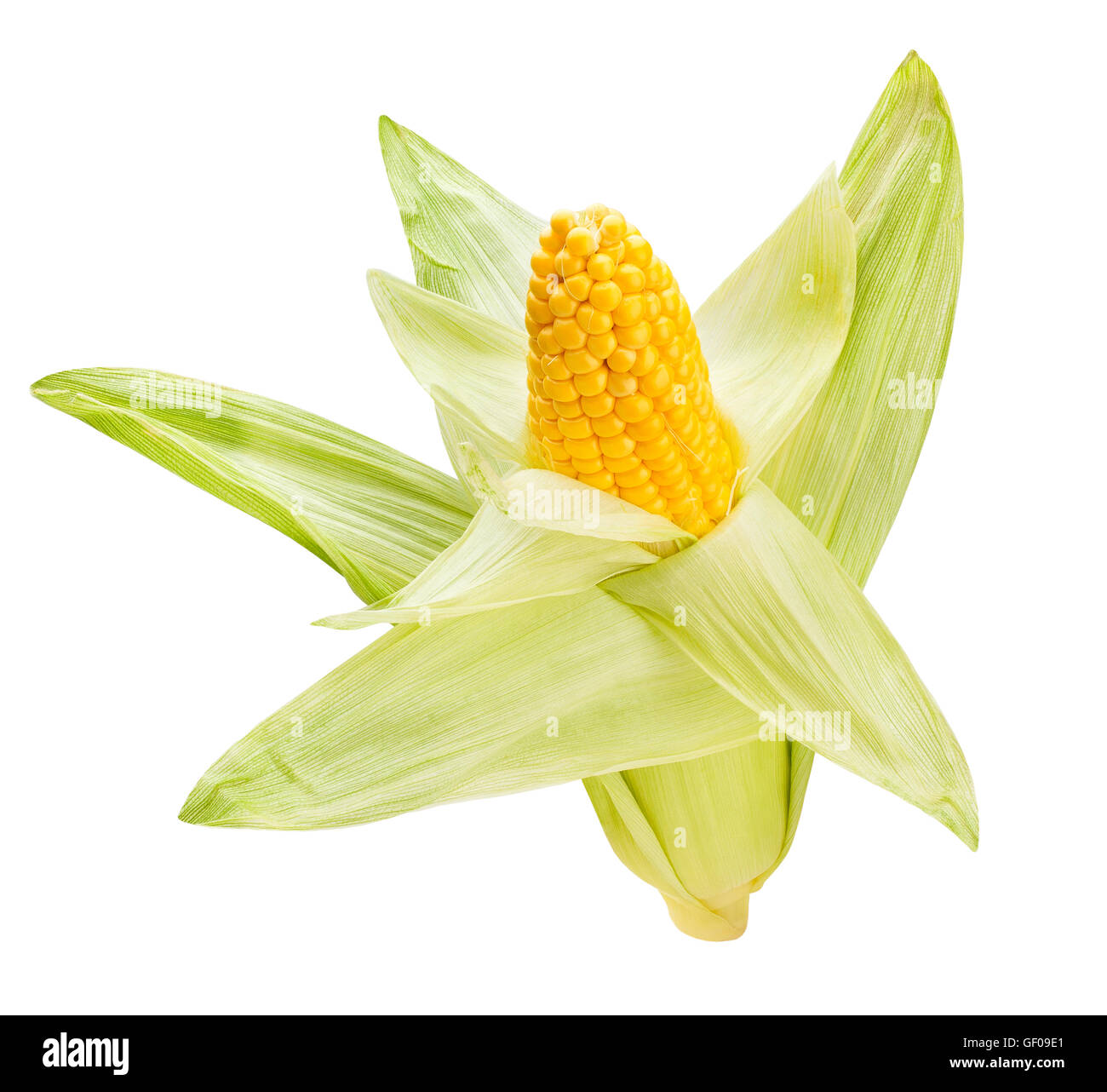 Corn husk studio hi-res stock photography and images - Alamy