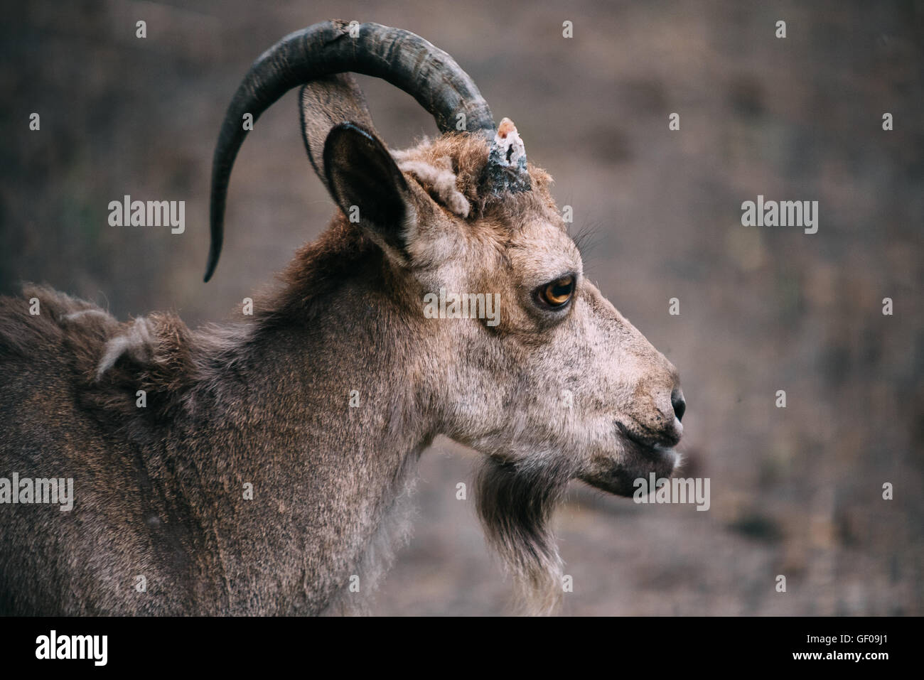 portrait of a ram with one horn Stock Photo - Alamy