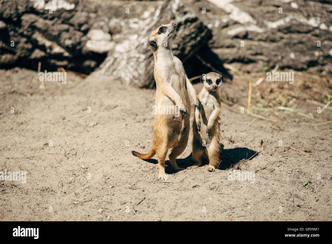 big and small meerkat Stock Photo - Alamy