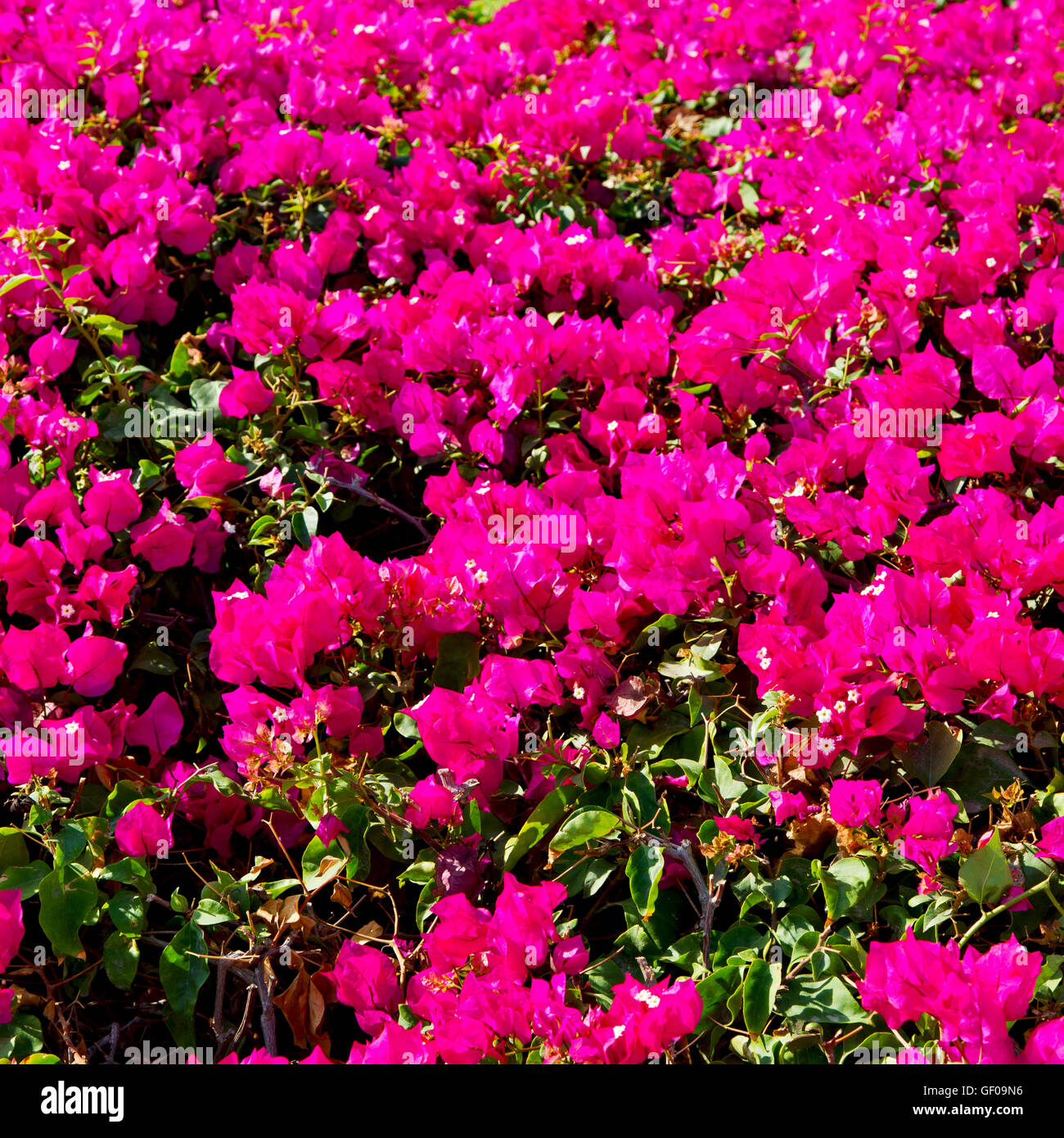 in the spring colors oman flowers and garden Stock Photo - Alamy