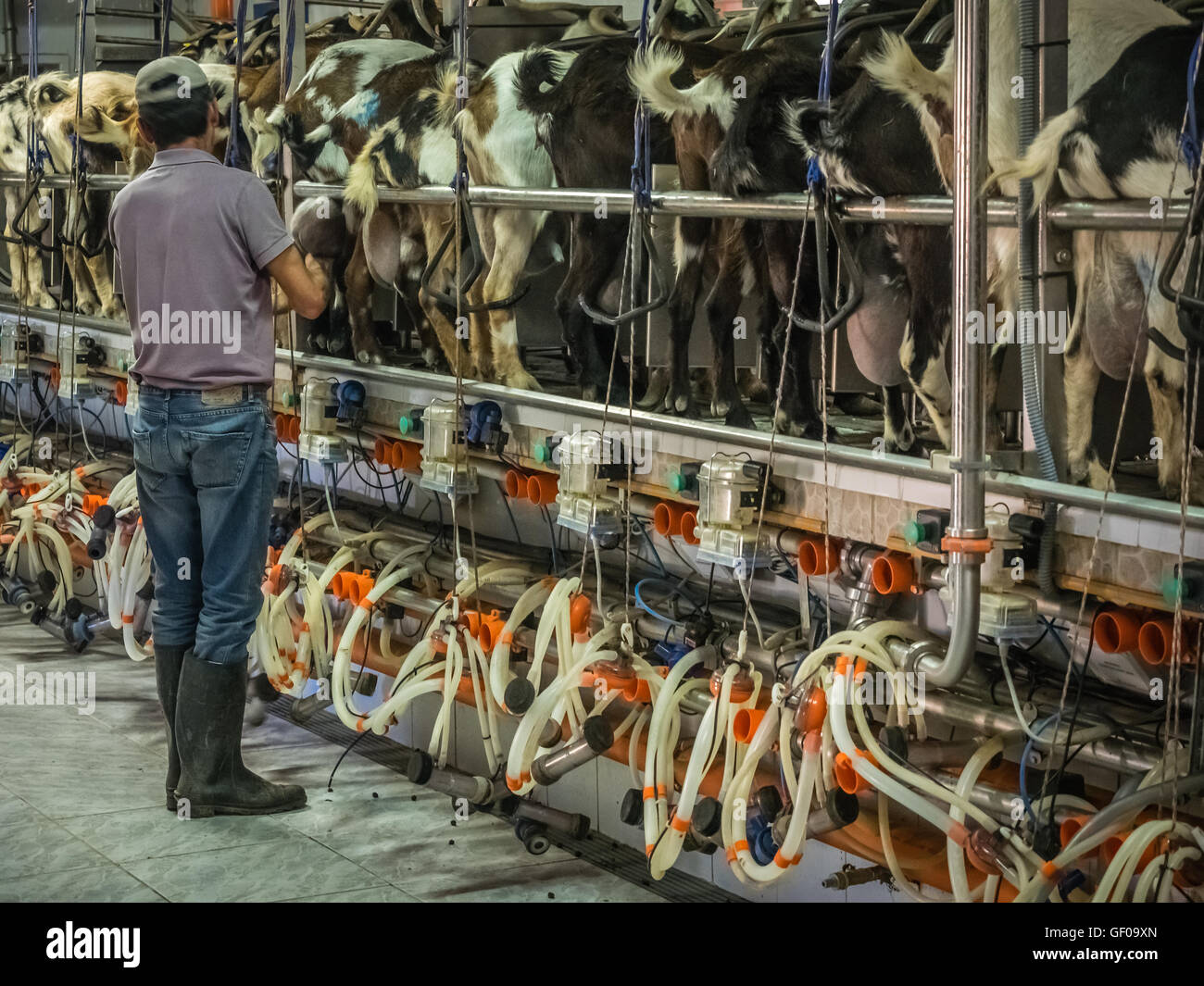 Man supervising automatic milking of goats on a farm in village in ...