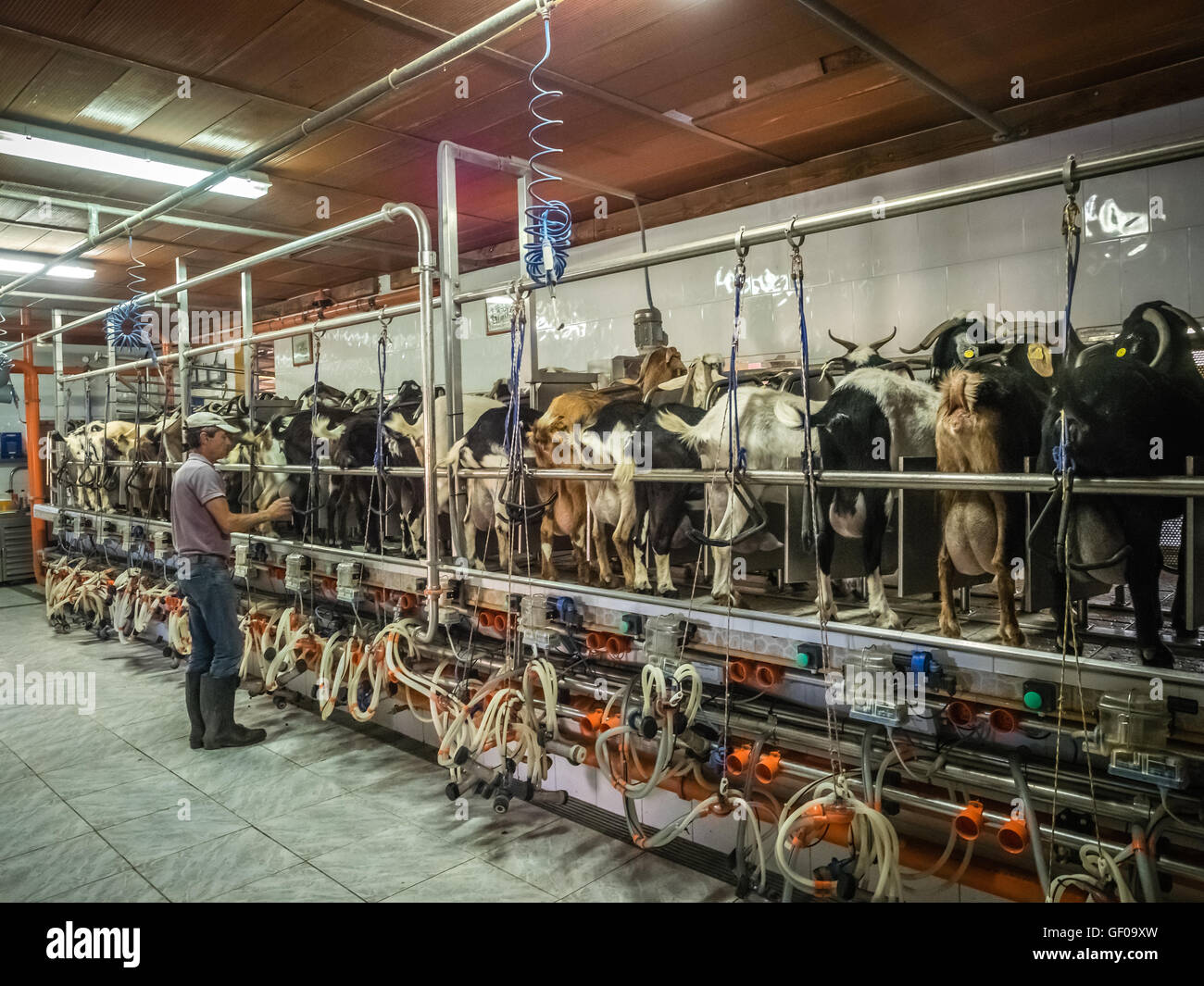 Man supervising automatic milking of goats on a farm in village in ...