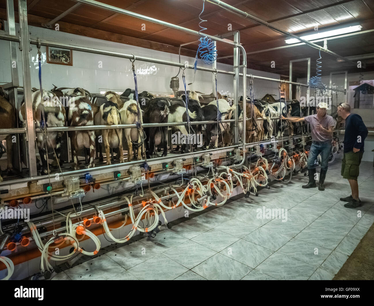Man supervising automatic milking of goats on a farm in village in ...