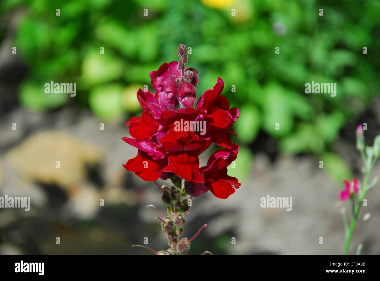 Snapdragon flower, antirrhinum majus Stock Photo - Alamy