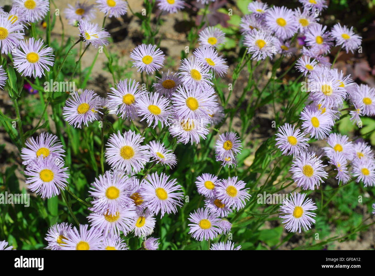 Purple fleabane hi-res stock photography and images - Alamy