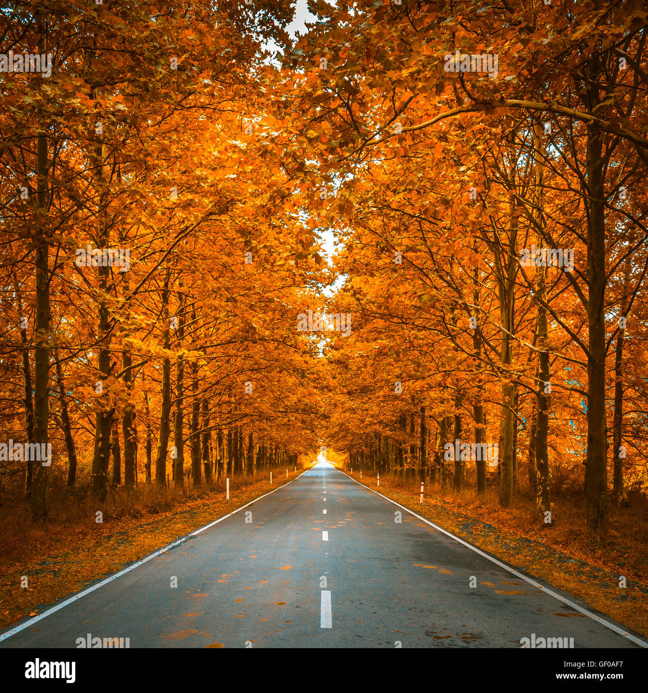 Autumn road with trees hi-res stock photography and images - Alamy