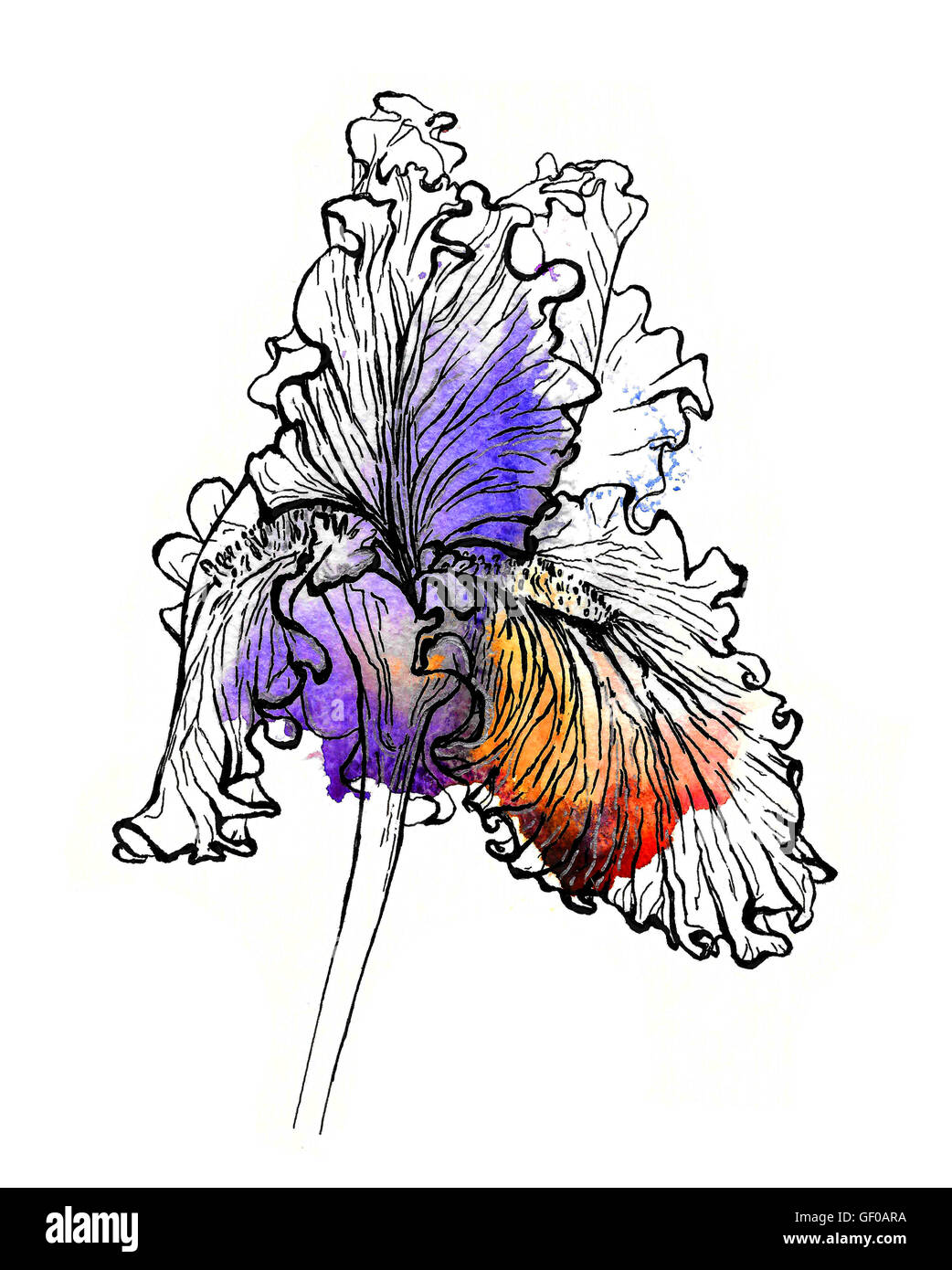 Handmade iris illustration. Black and silver outline on purple and ...
