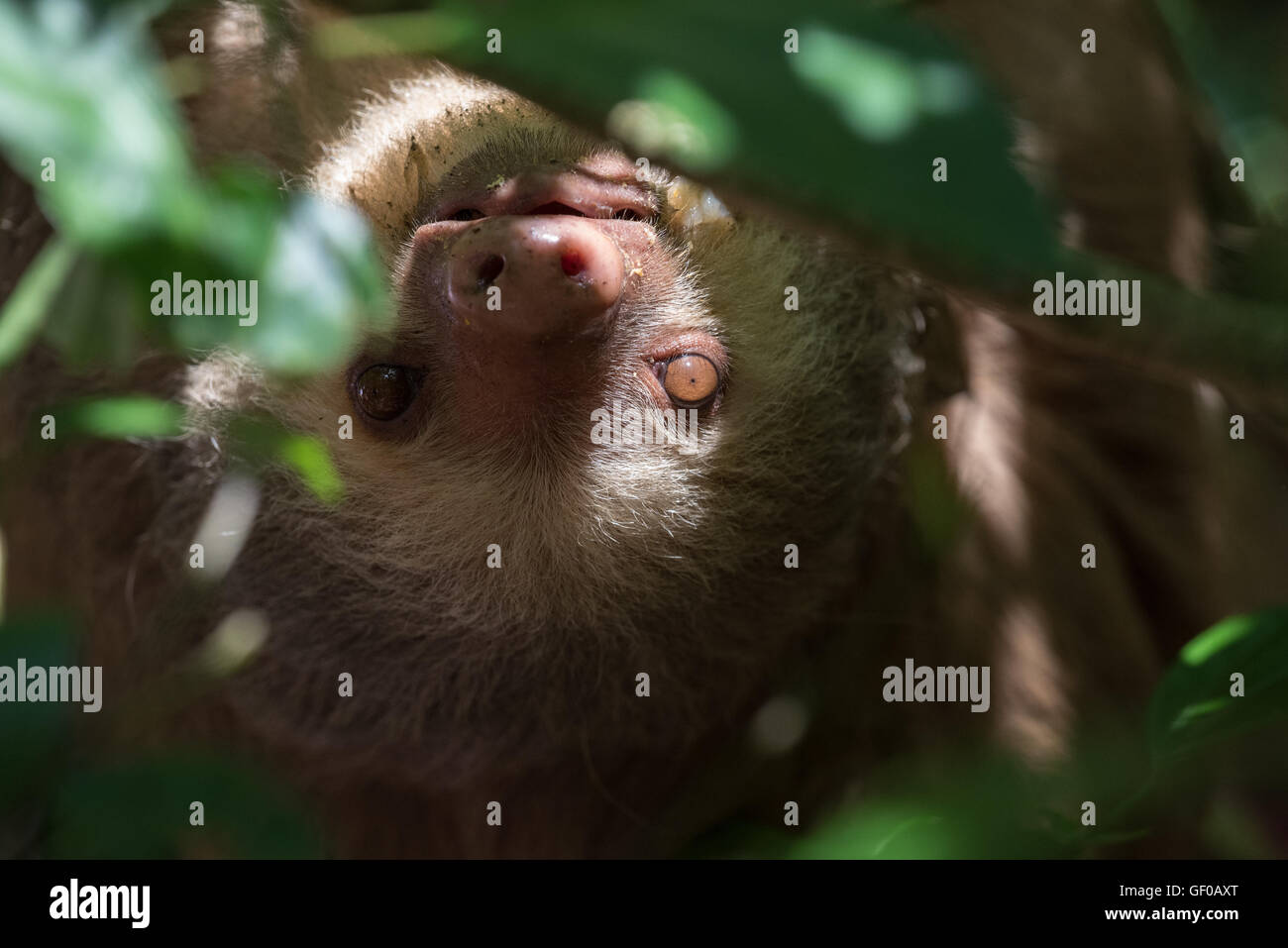 Sloth baby hi-res stock photography and images - Alamy
