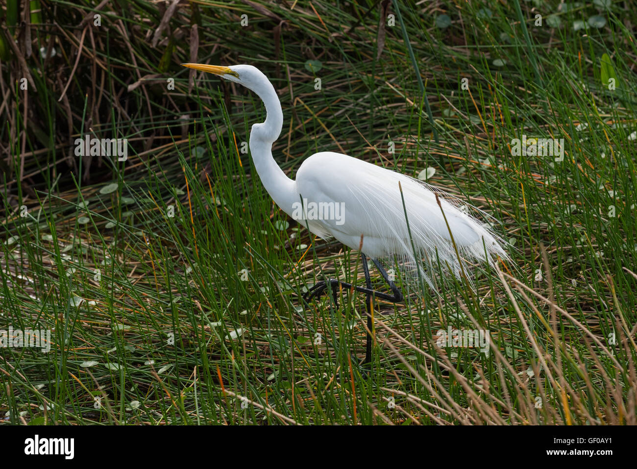 Great Egret bird hunting in the marsh Stock Photo - Alamy