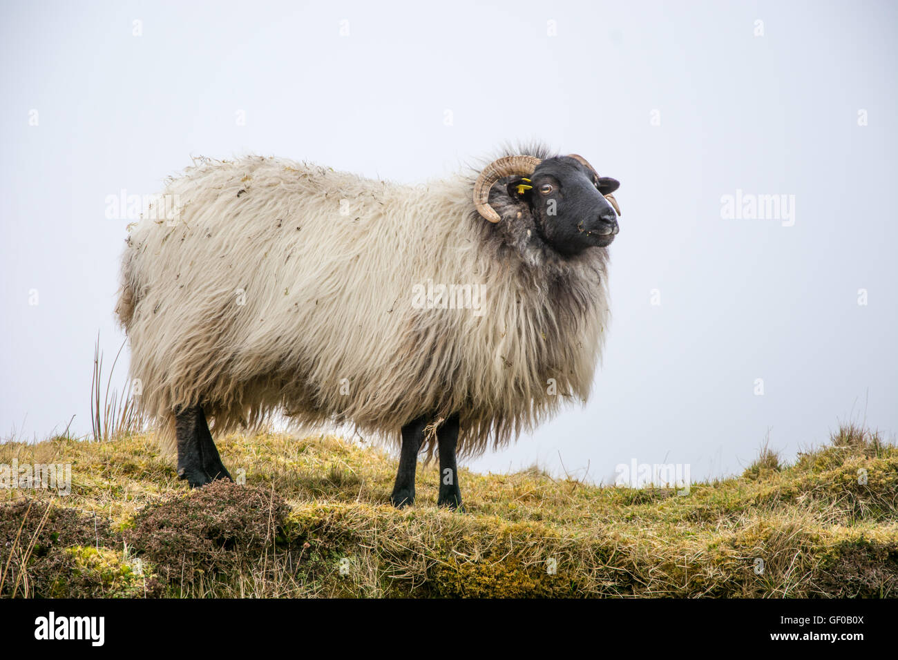 Various pictures of sheep, ireland Stock Photo - Alamy