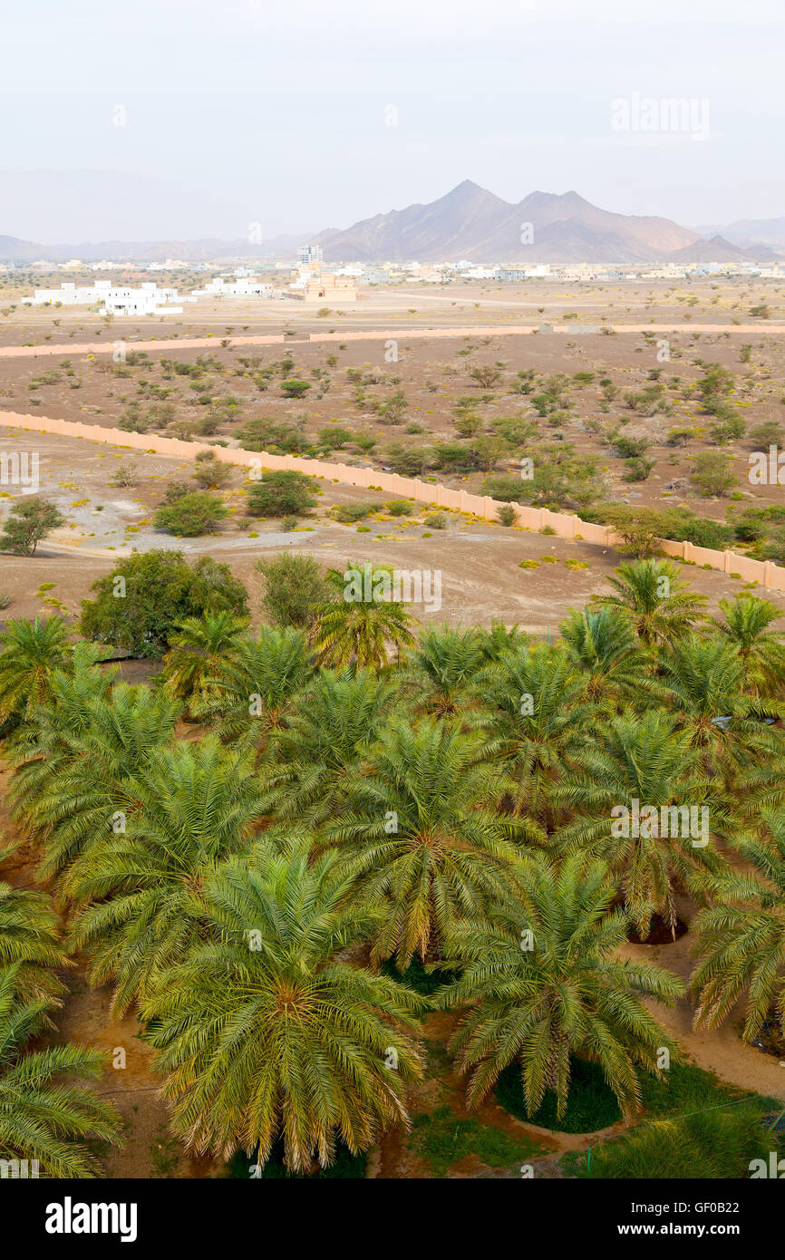 and the cultivation of palm fruit from high in oman garden Stock Photo ...