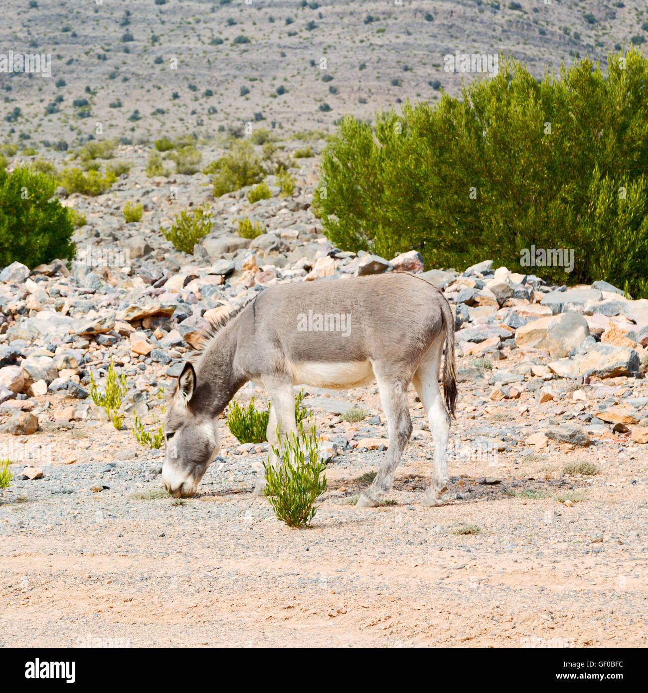 in oman donkey alone near the rock and bush Stock Photo - Alamy