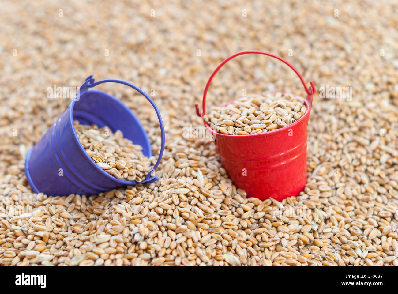 Two colored buckets with the harvest of wheat close-up Stock Photo - Alamy