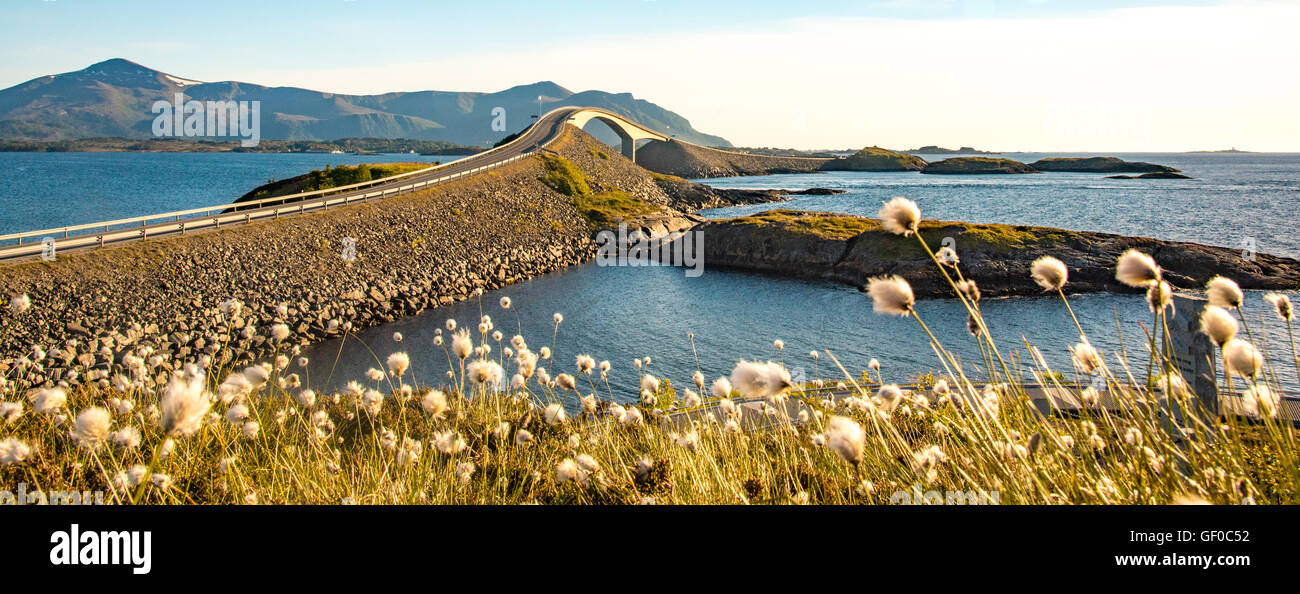 Landscape of Cotton flowers, Storseisundet Bridge, Atlantic Ocean Road ...